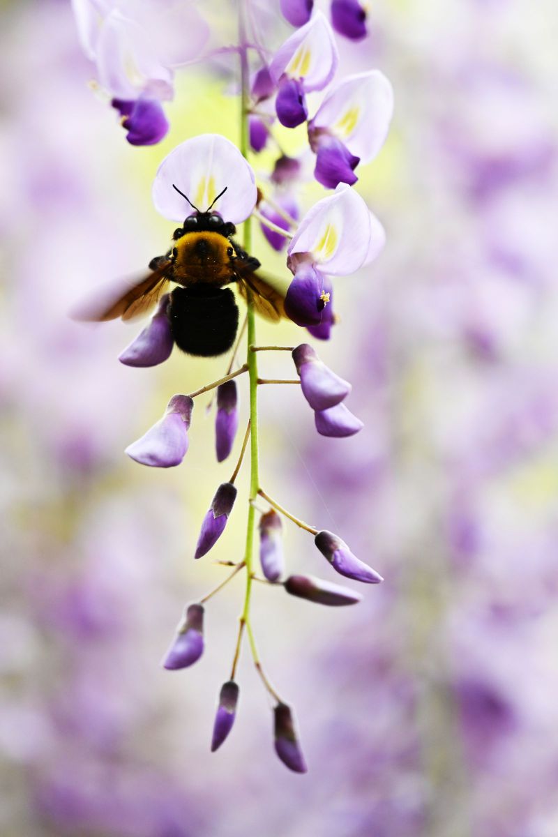 まんまるおめめ | GANREF