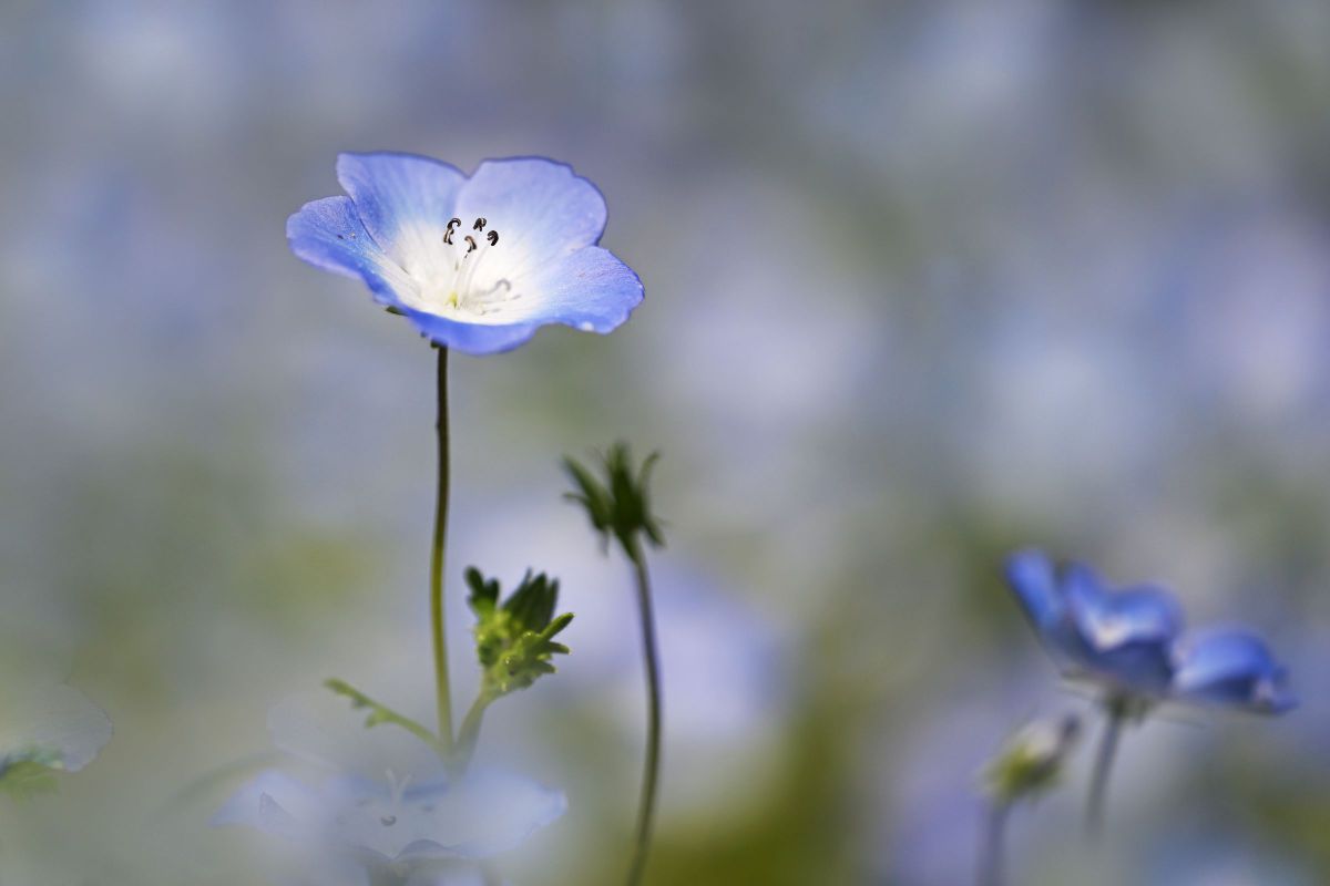 こんにちは～(^-^) | GANREF