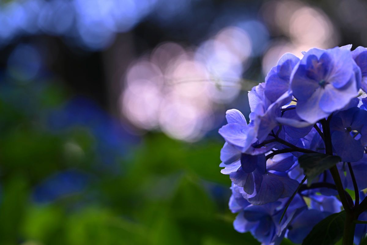 主役はあなた(^-^) | GANREF