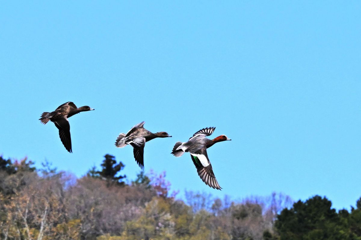 青空散歩 | GANREF