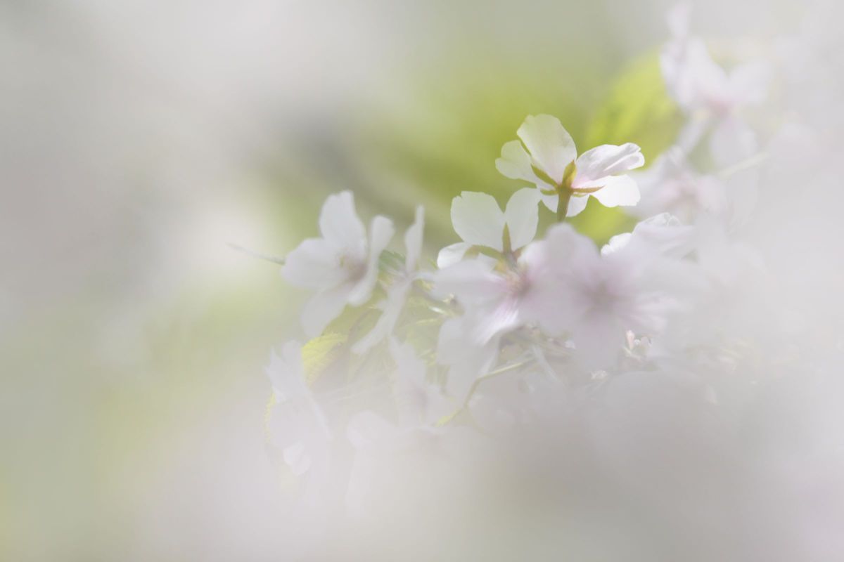 春日に照らされて | GANREF