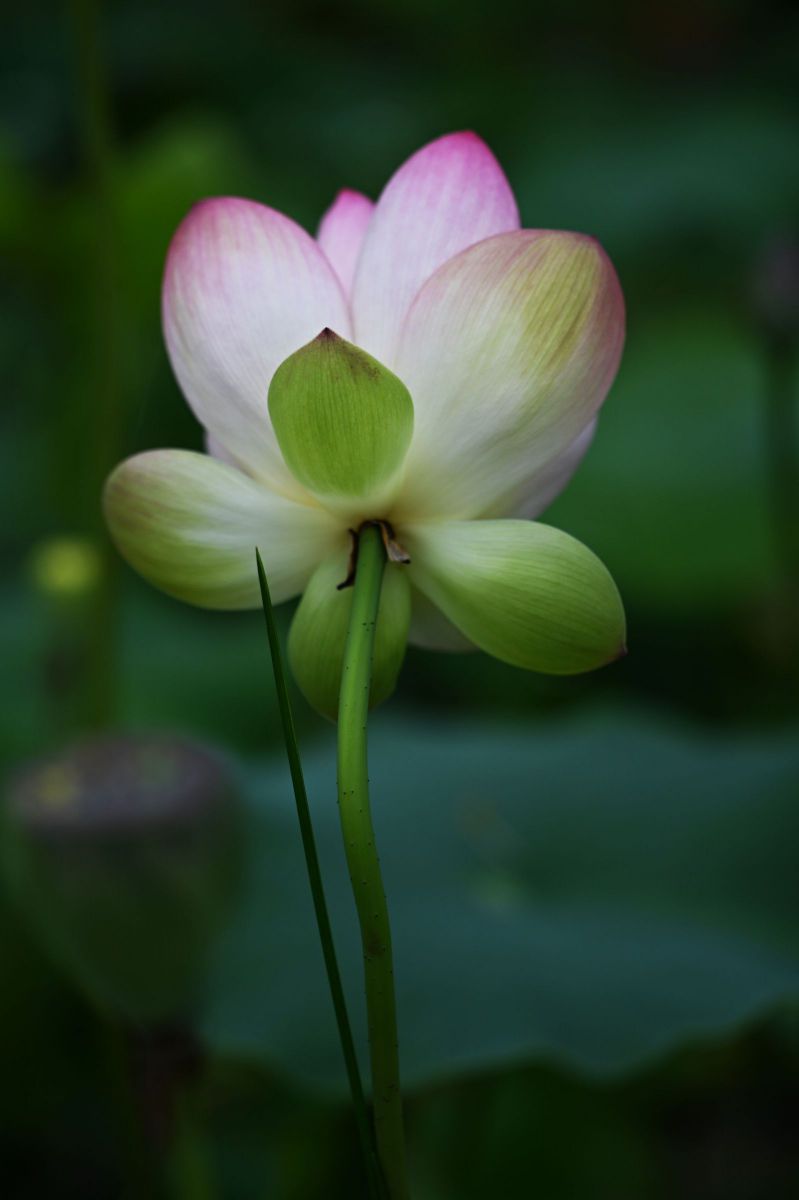 後姿も魅力的ね(^-^) | GANREF