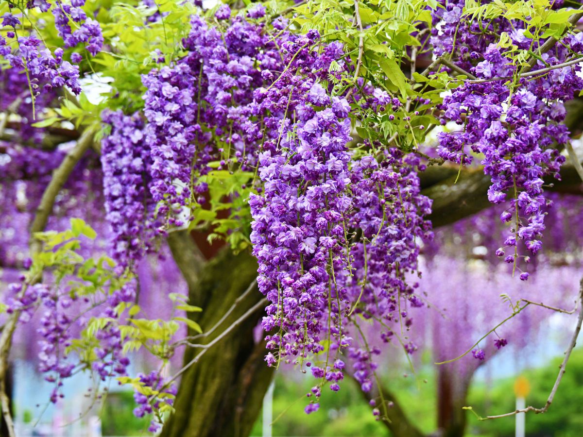 八重の藤 | GANREF