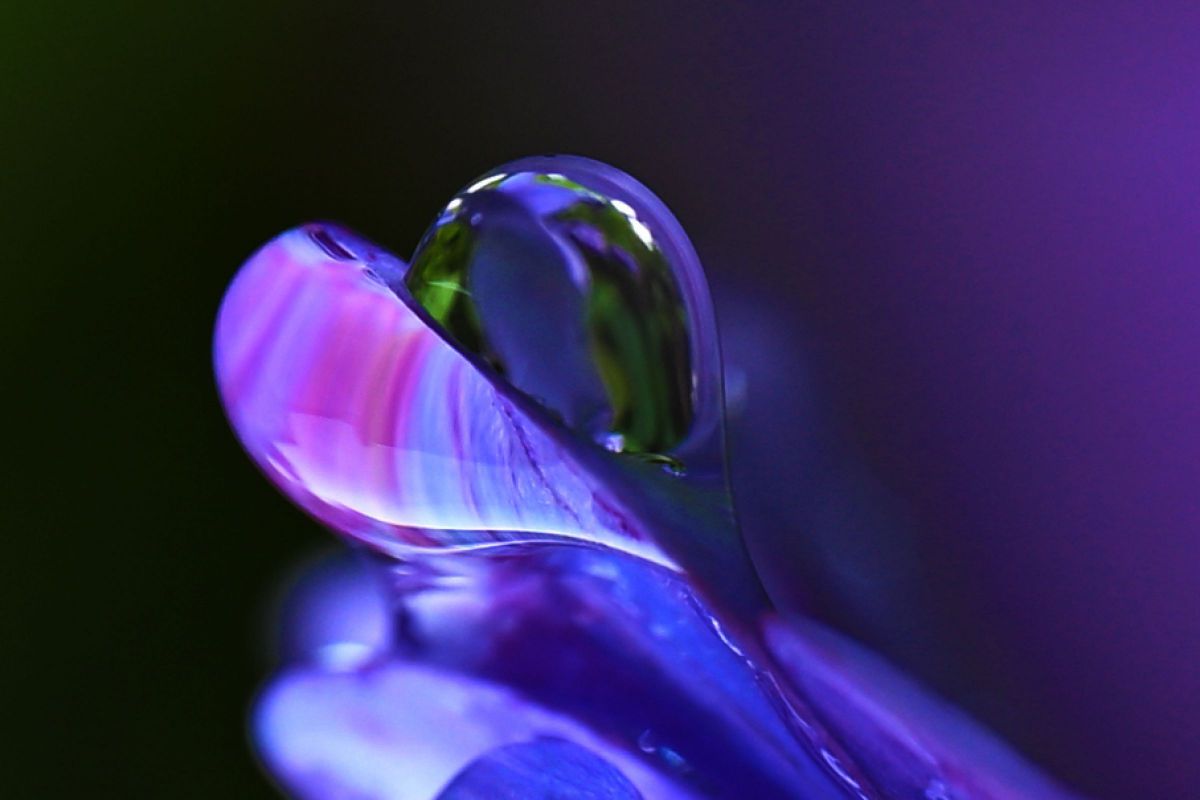 ジュエリーハート | GANREF