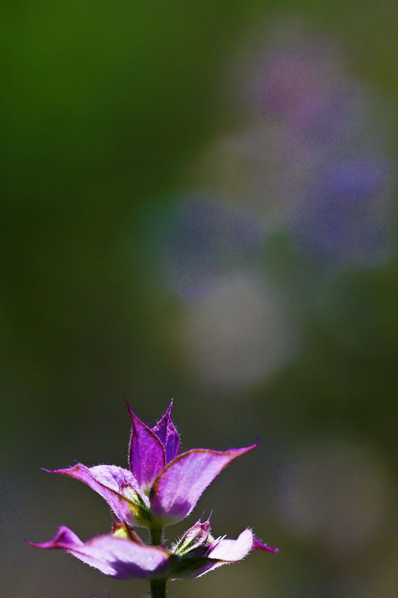 夢見る乙女 | GANREF