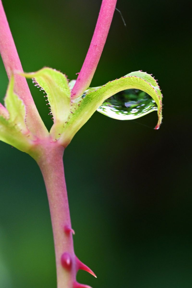 雫を抱く | GANREF