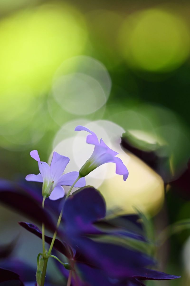 輝くこころ | GANREF