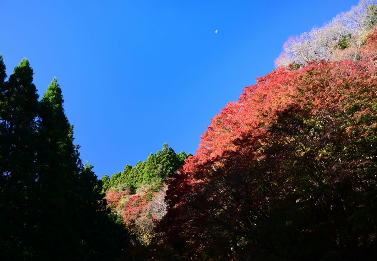 紅葉谷残月図 | GANREF