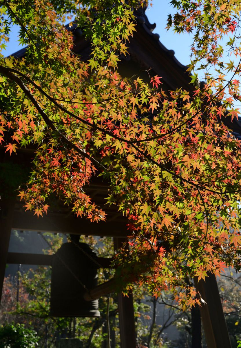 色づく境内 | GANREF