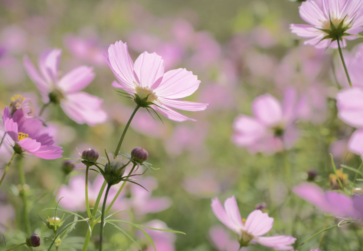 October Flower | GANREF