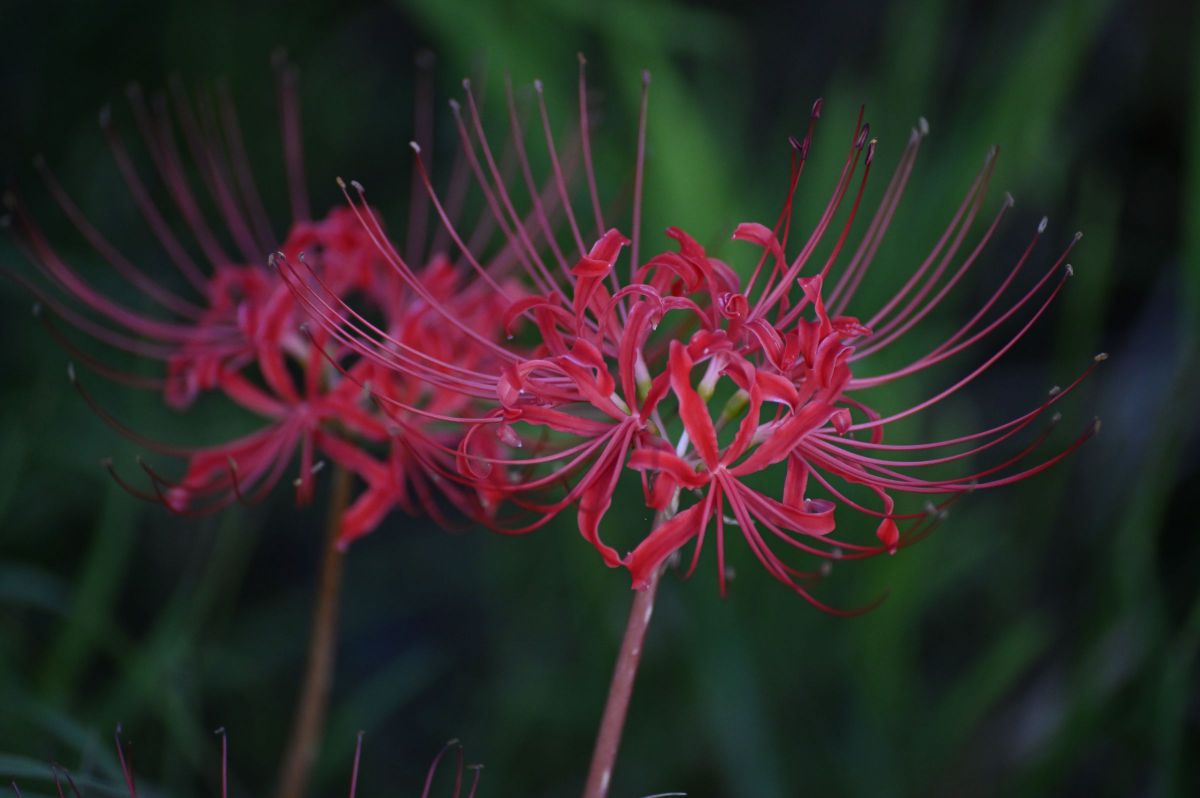 lycoris | GANREF