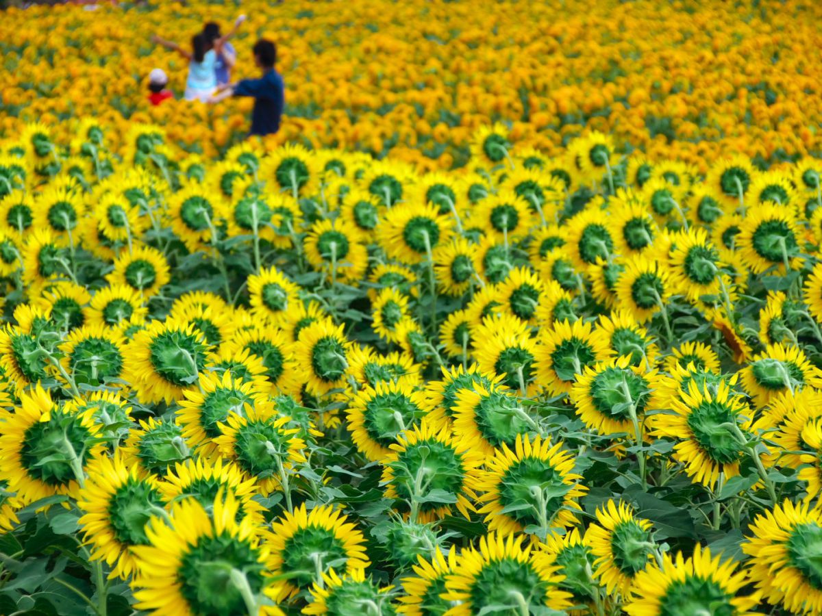 戯れる：ひまわり2022 | GANREF