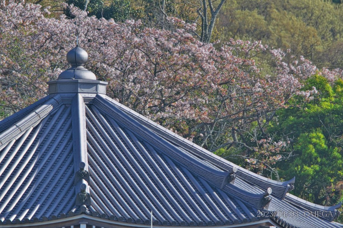 善応寺の八角堂とさくら 04/03 | GANREF