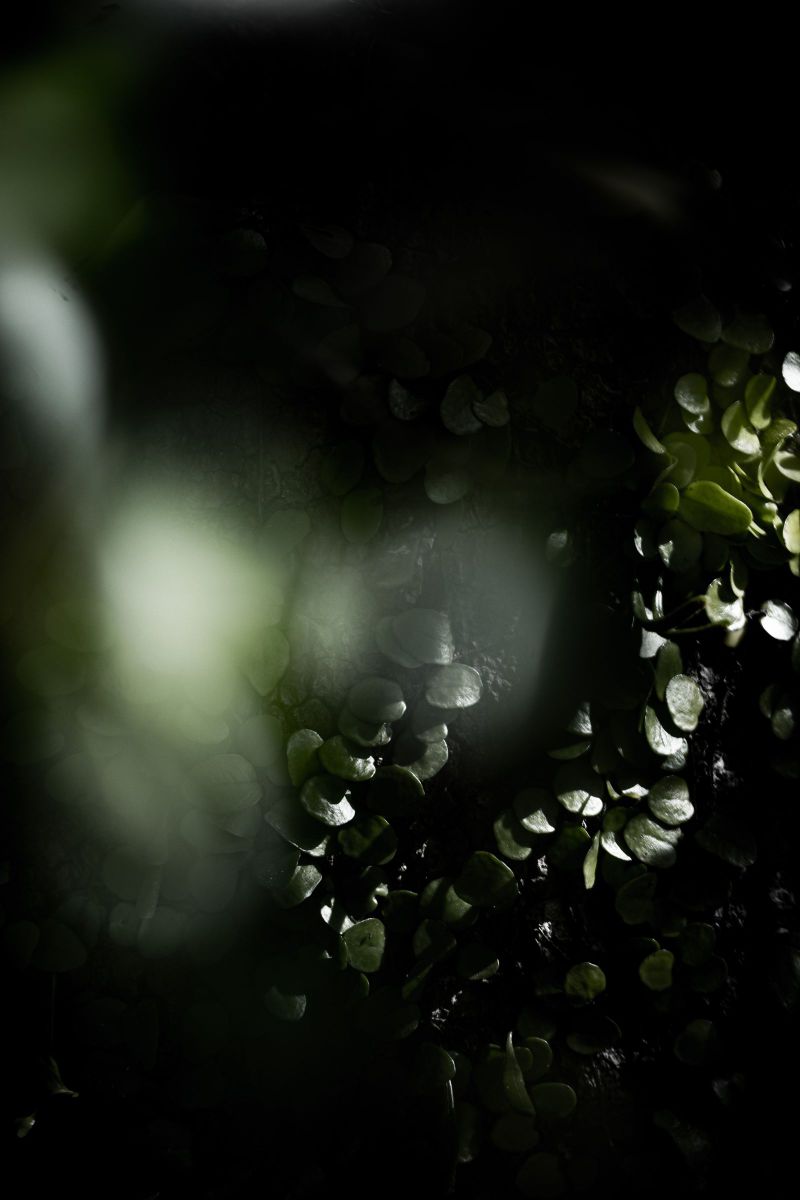 bark leaves | GANREF