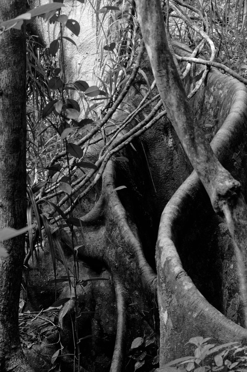 IMGP1782_DxO.jpg | GANREF