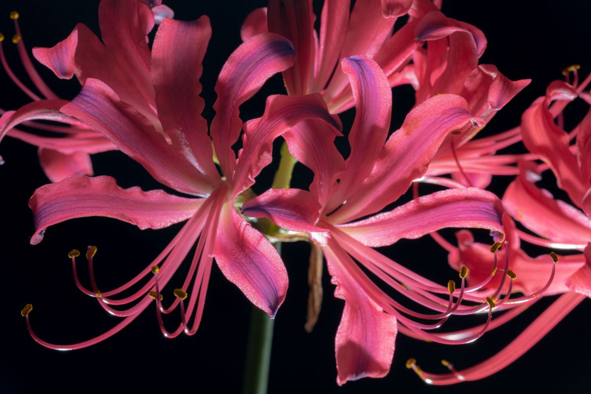 Lycoris 'Jacksoniana'花達の共演 | GANREF