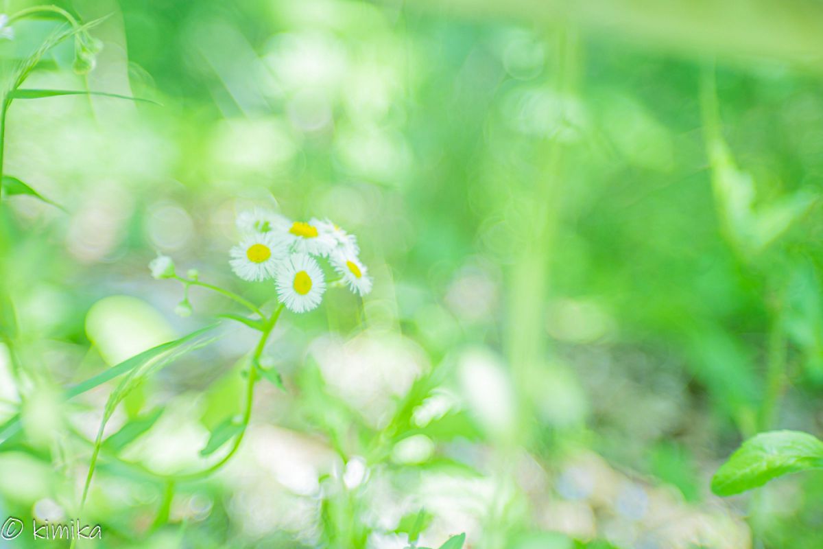 寄り添うgreen | GANREF