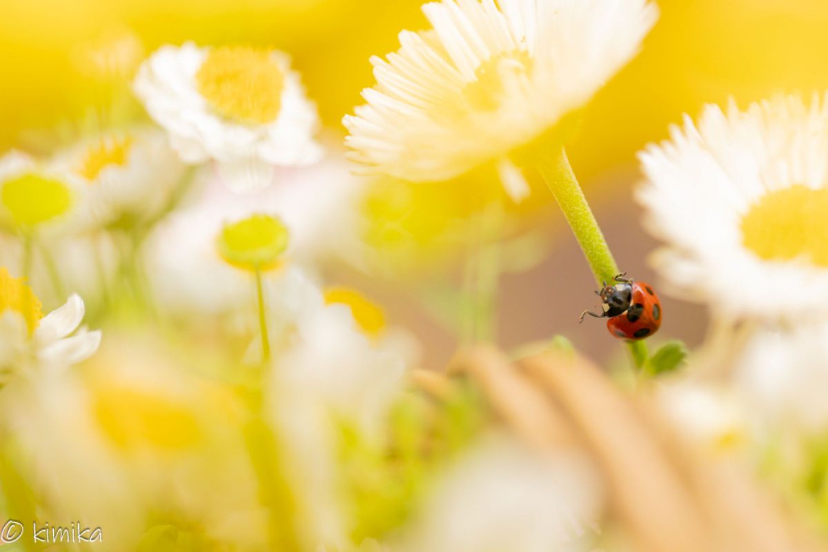 Hello Spring ♡ | GANREF