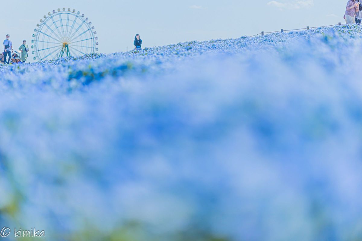 ネモフィラBLUE | GANREF