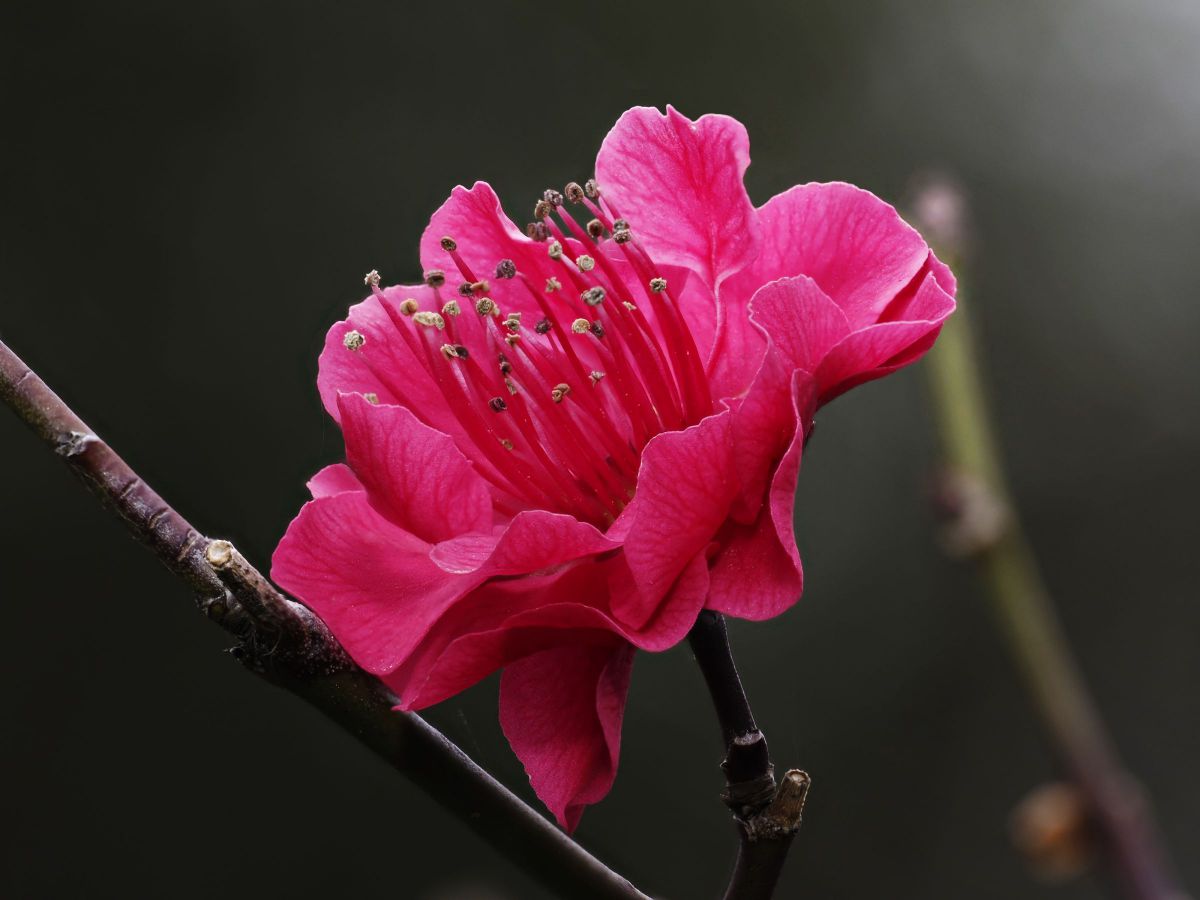 紅梅02.jpg | GANREF