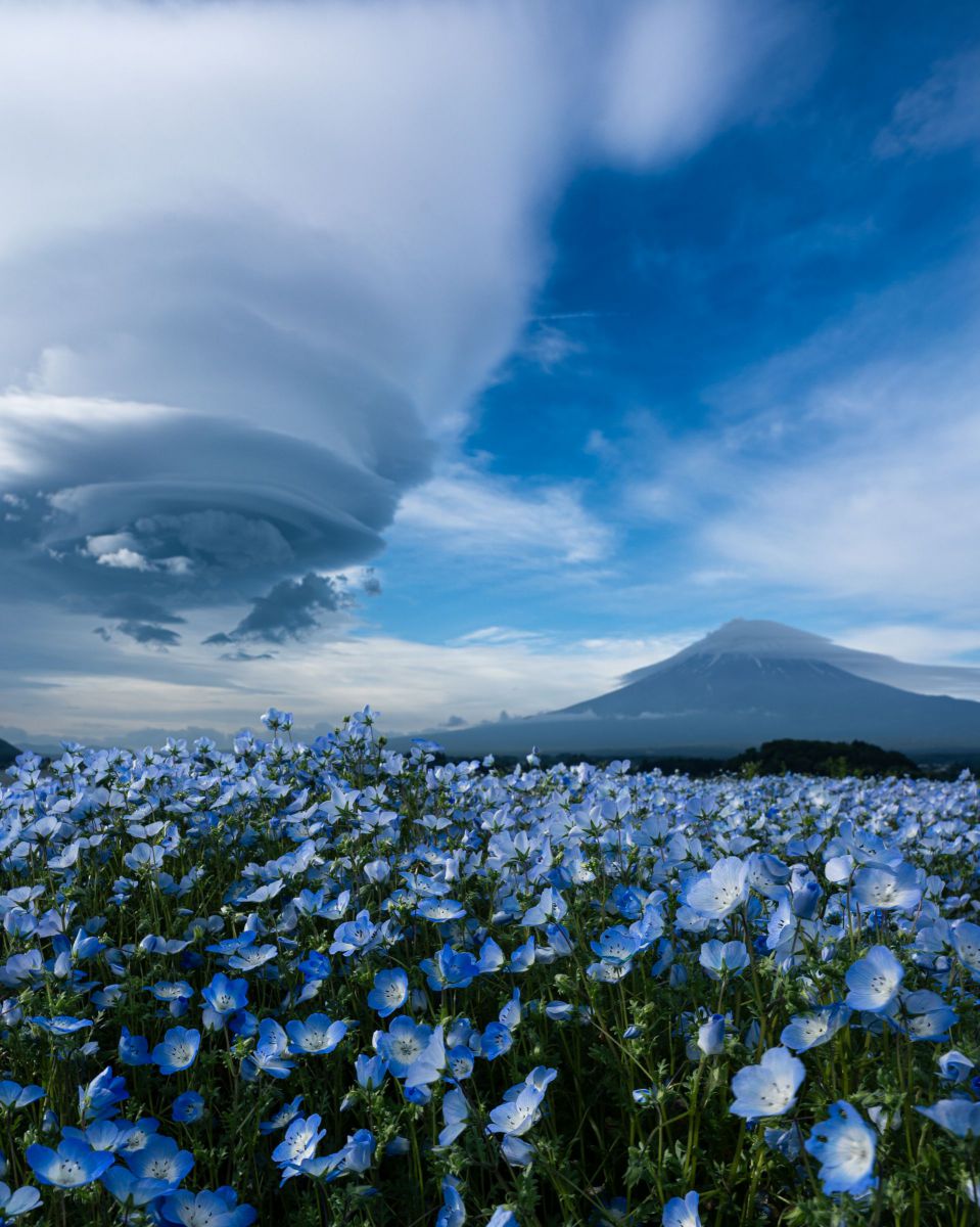 ネモフィラと富士山と吊るし雲 | GANREF