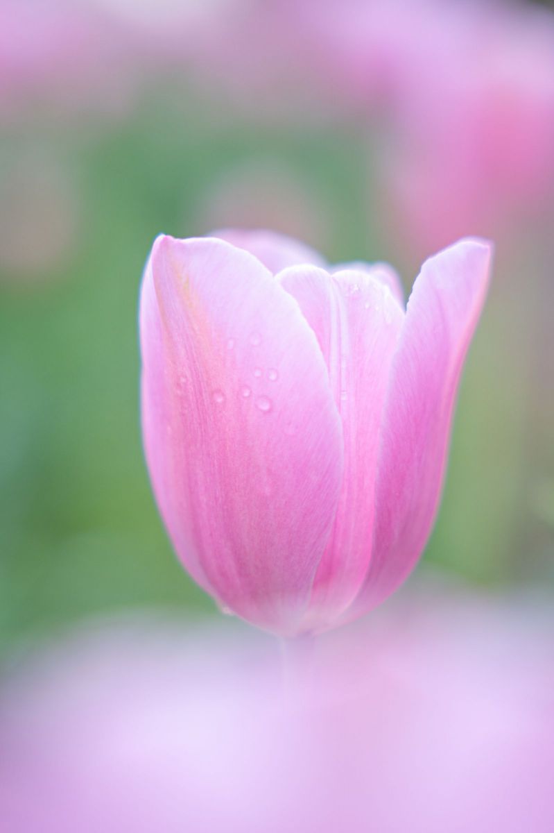 雨上がりのチューリップ | GANREF