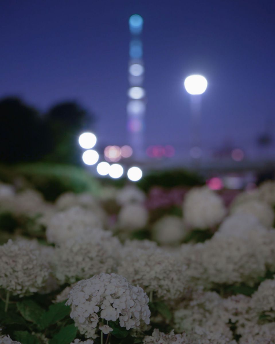 アジサイとスカイツリー | GANREF