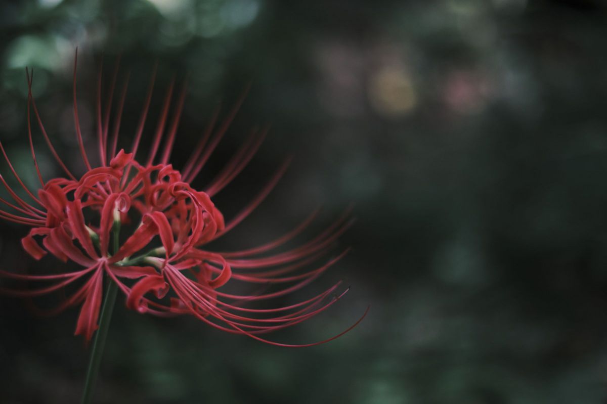 曼殊沙華 | GANREF