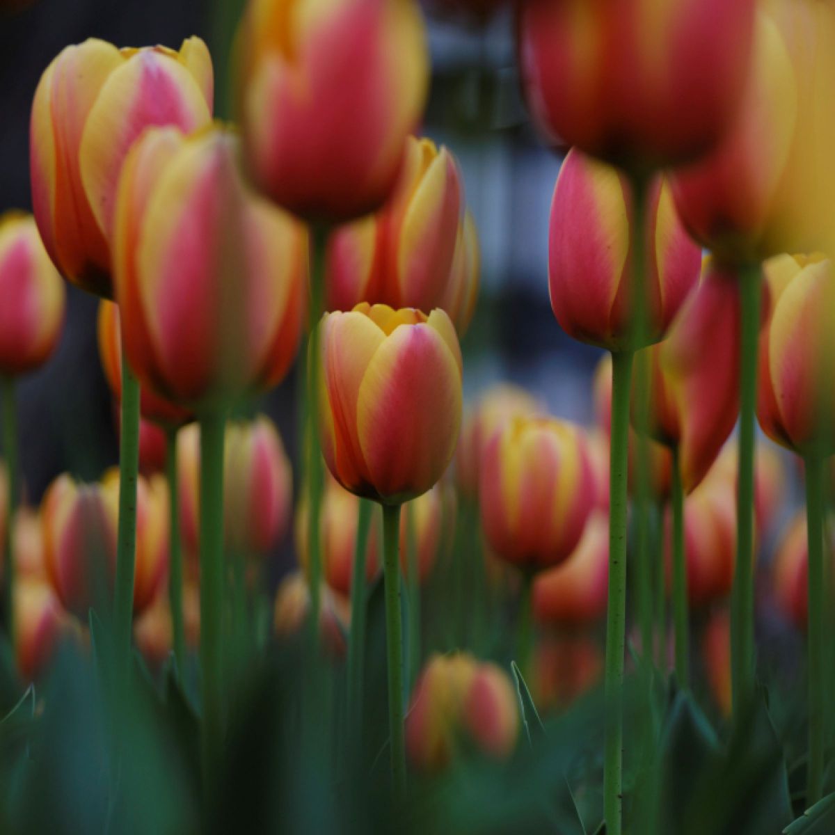 チューリップ | GANREF