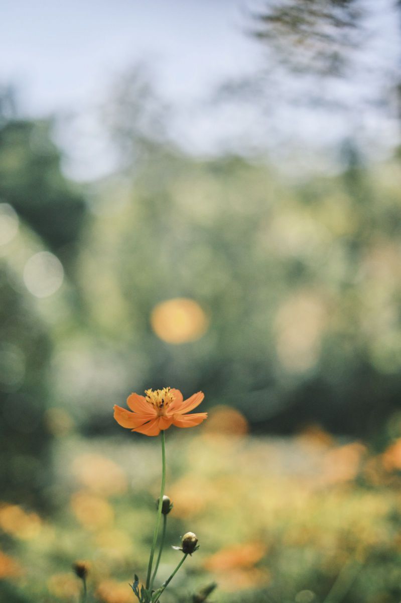 キバナコスモス | GANREF