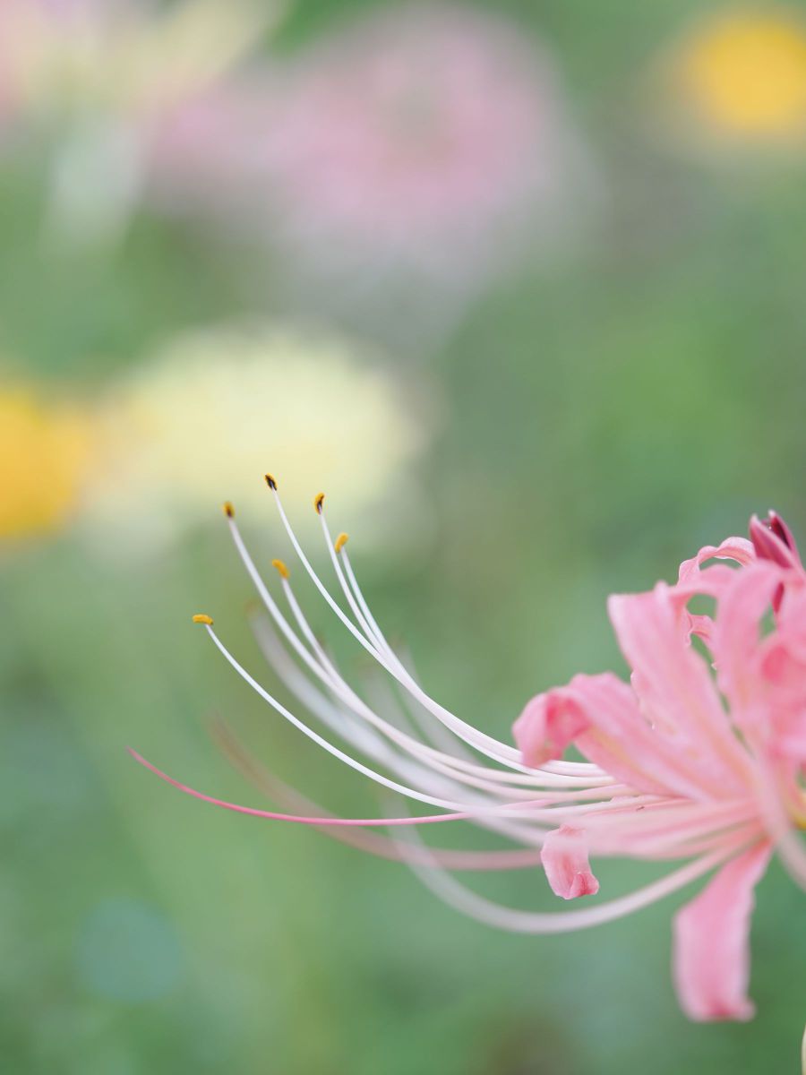 やさしいカーブ | GANREF