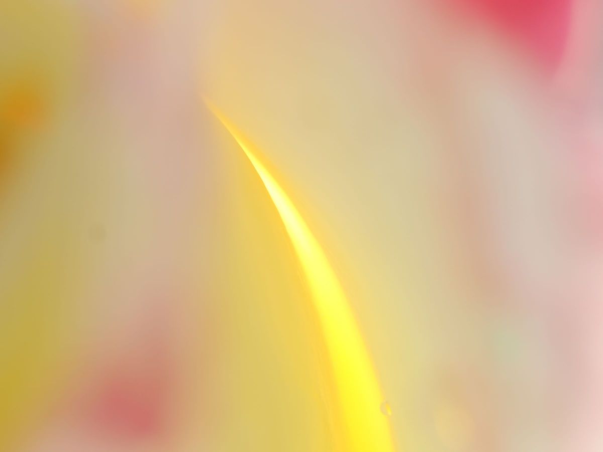 shooting star in rose | GANREF