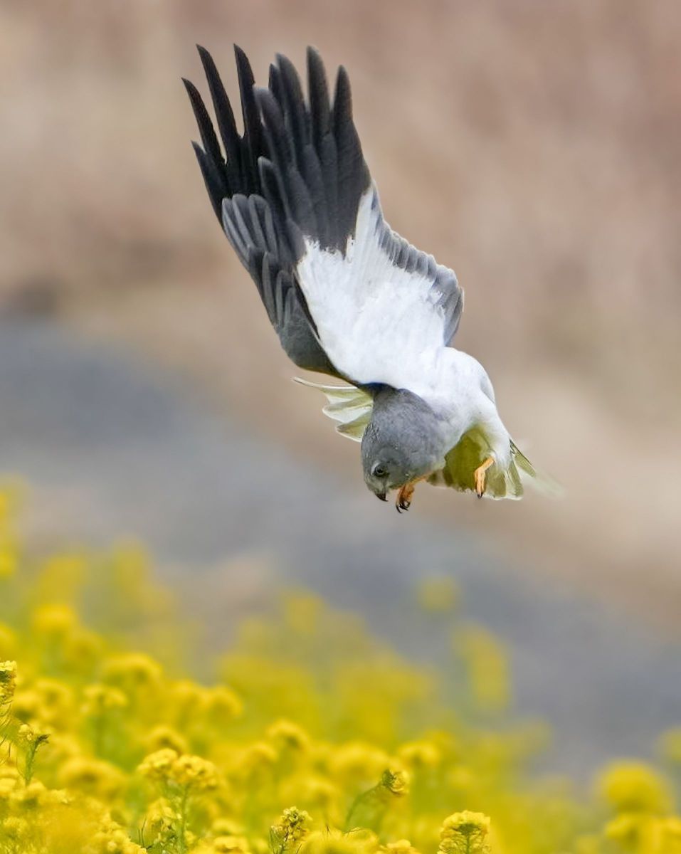 菜の花に飛び込む Part2 | GANREF