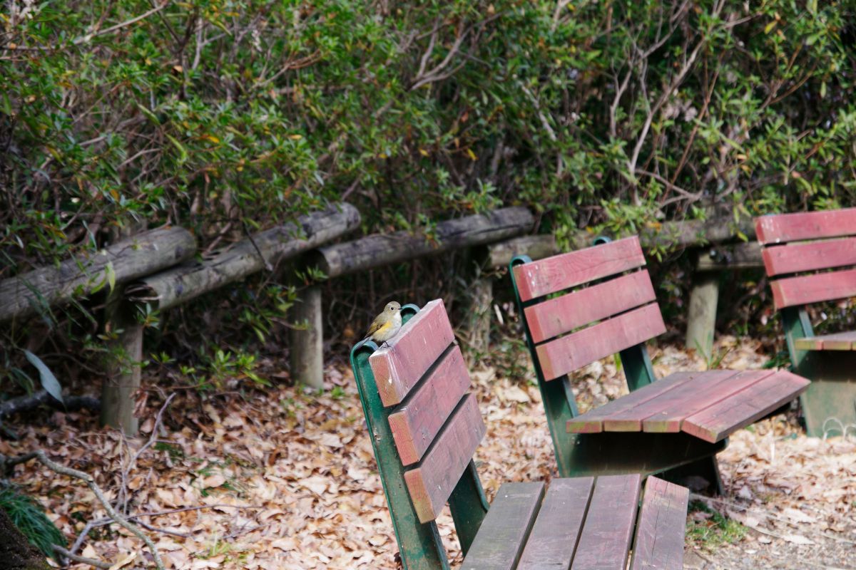 ちょこん | GANREF