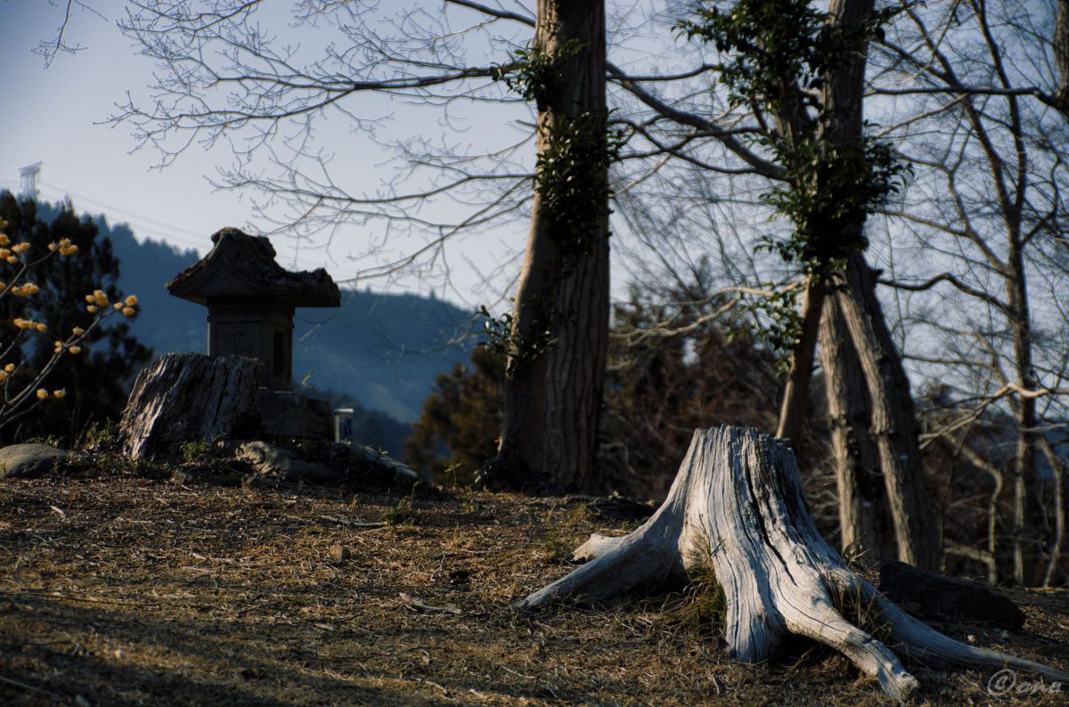 春はまだ | GANREF