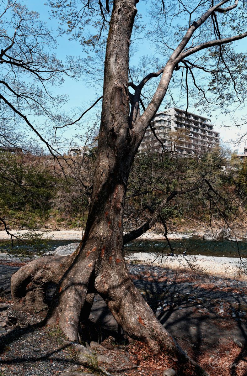 頑張る木 | GANREF