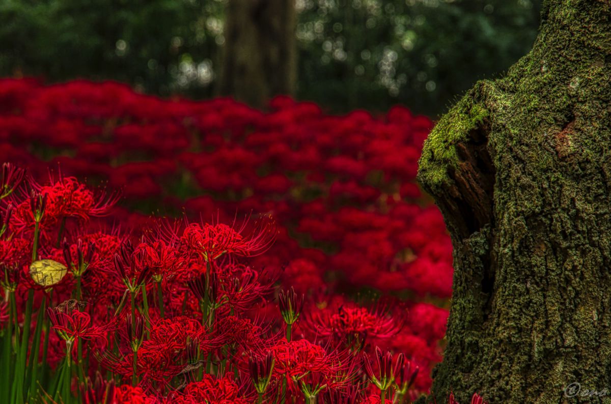 曼殊沙華 | GANREF