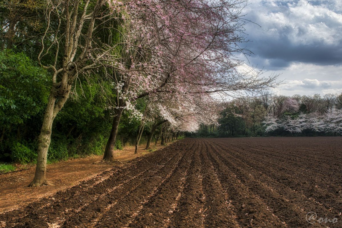 たぶん穴場 | GANREF