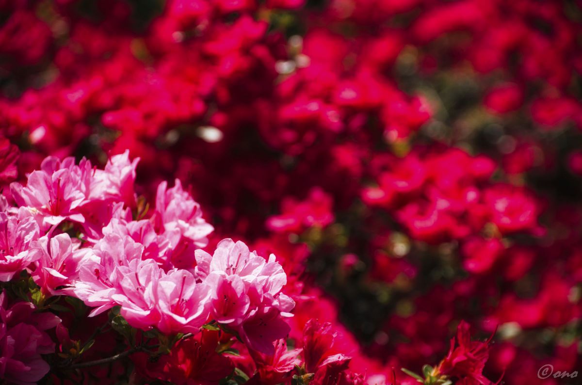 ただ紅い | GANREF