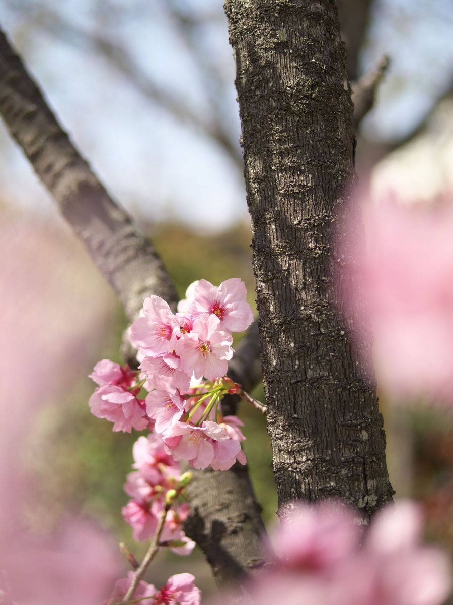 咲き輝く | GANREF