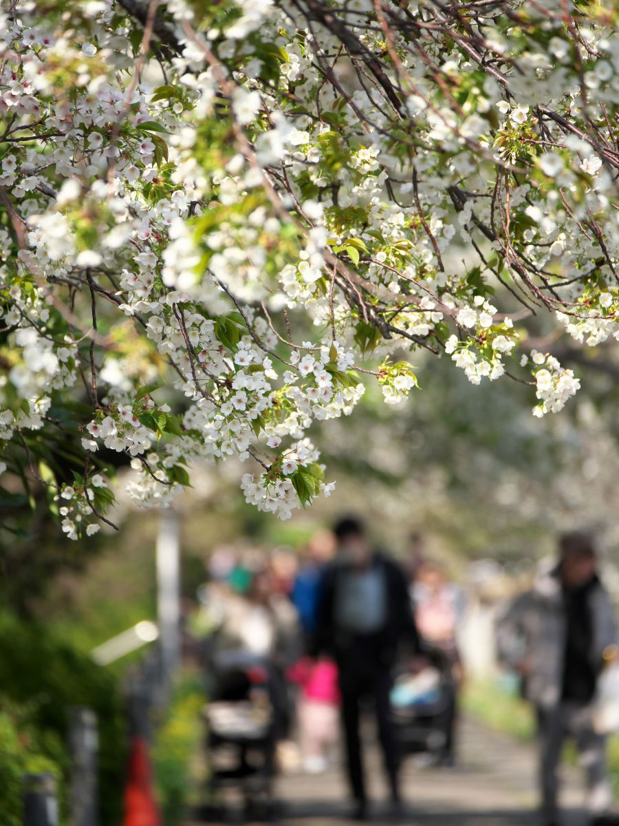 春来りて | GANREF