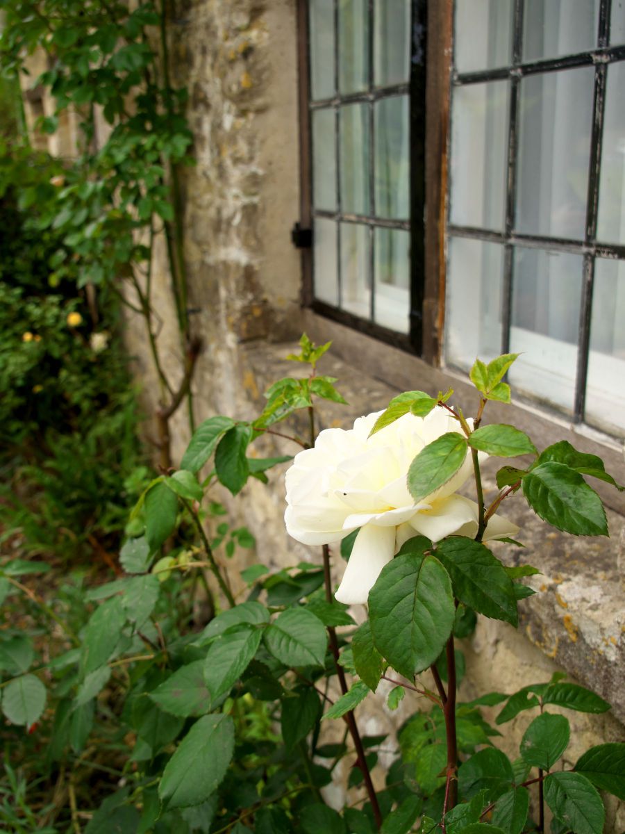 渋い窓辺 | GANREF