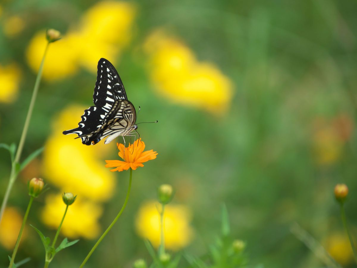 爽やかに | GANREF
