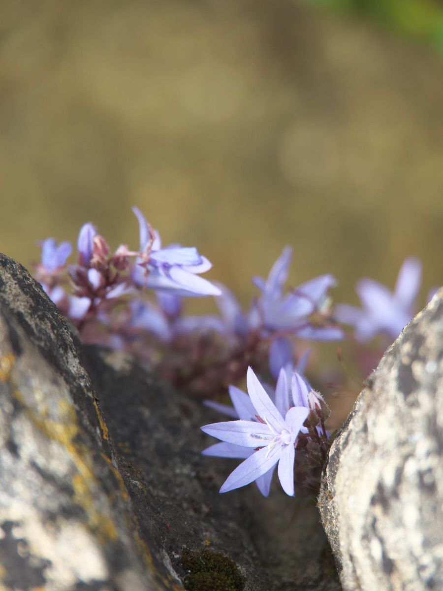 涼しげに | GANREF