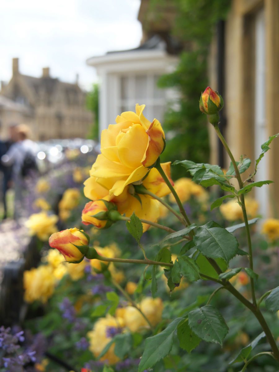 窓辺の彩 | GANREF