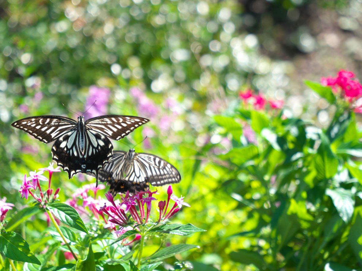 DANCING QUEEN | GANREF