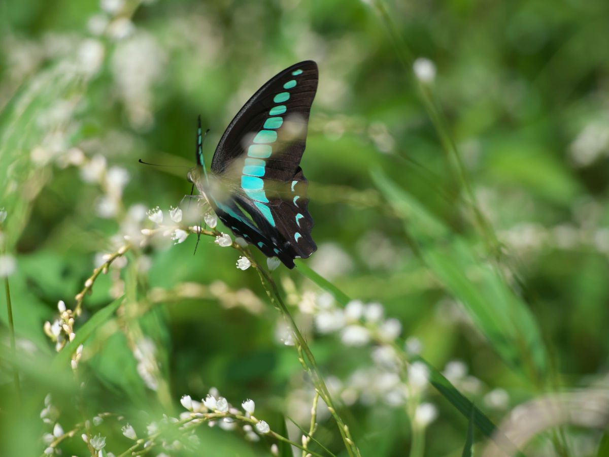 魅惑のブルー | GANREF