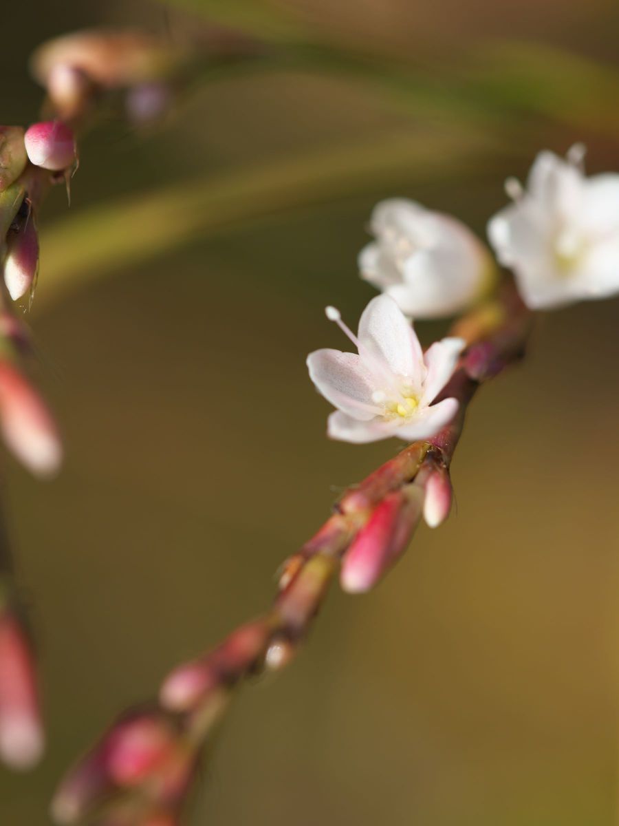 ヤナギタデ | GANREF