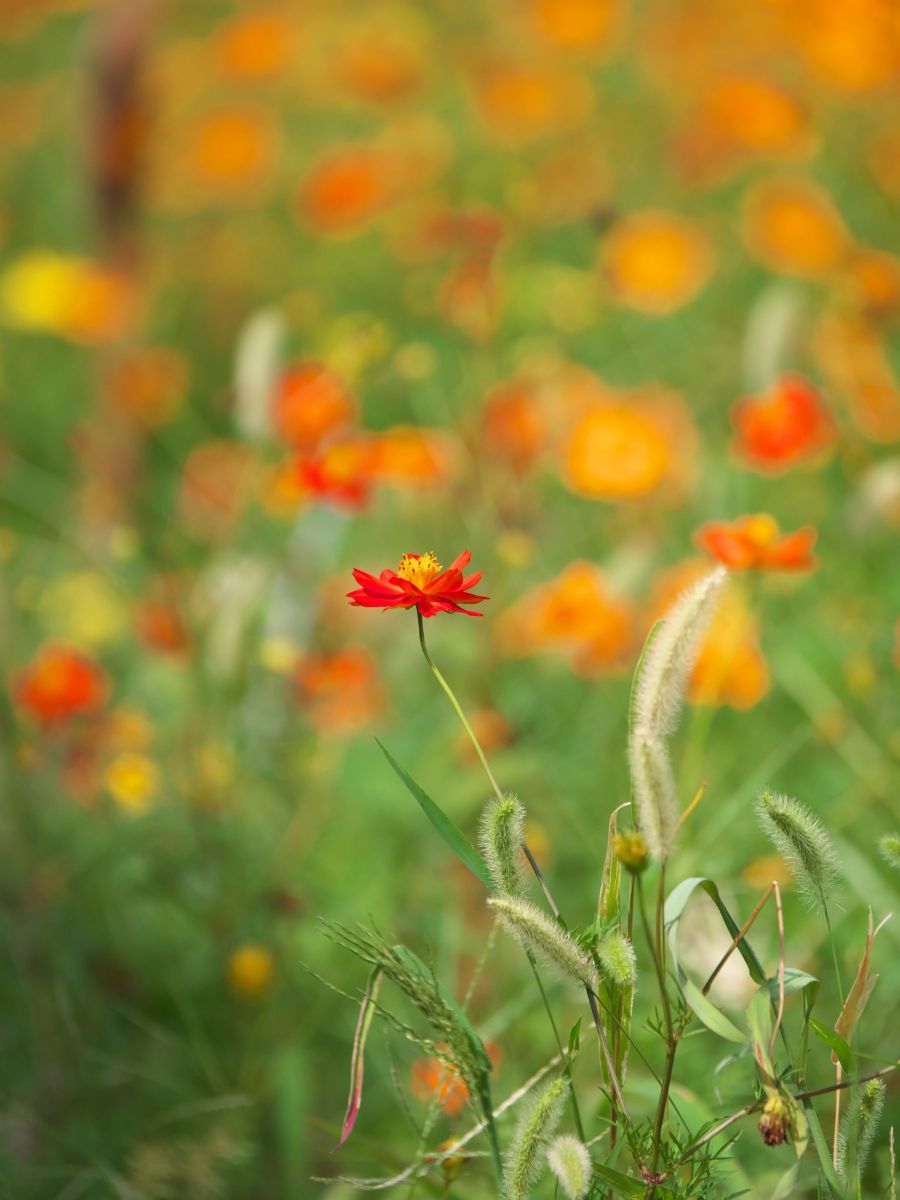 目立ちます | GANREF