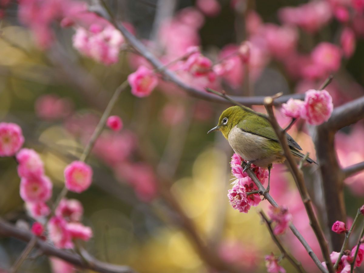 紅梅品定め | GANREF